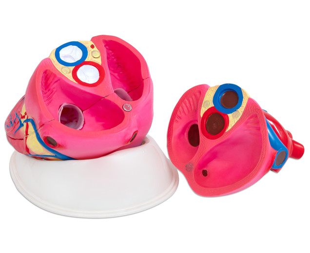 Inima umana - model Mare • Edu-Lab.ro