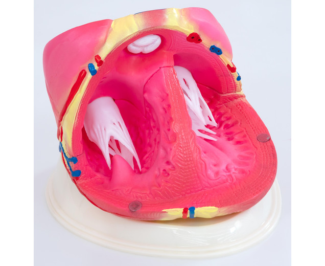 Inima umana - model Mare • Edu-Lab.ro